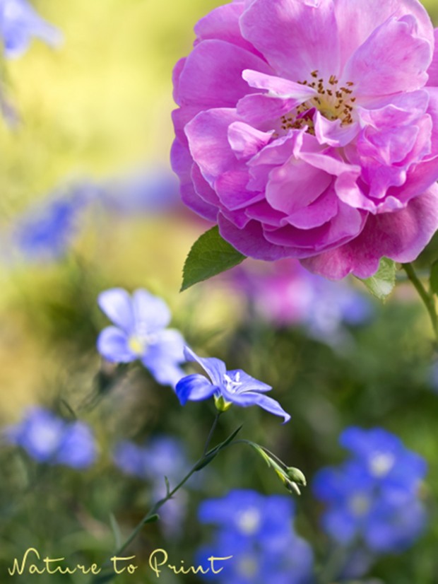 Alte Rose Ferdinand Pichard. Ein Herz aus Flammen