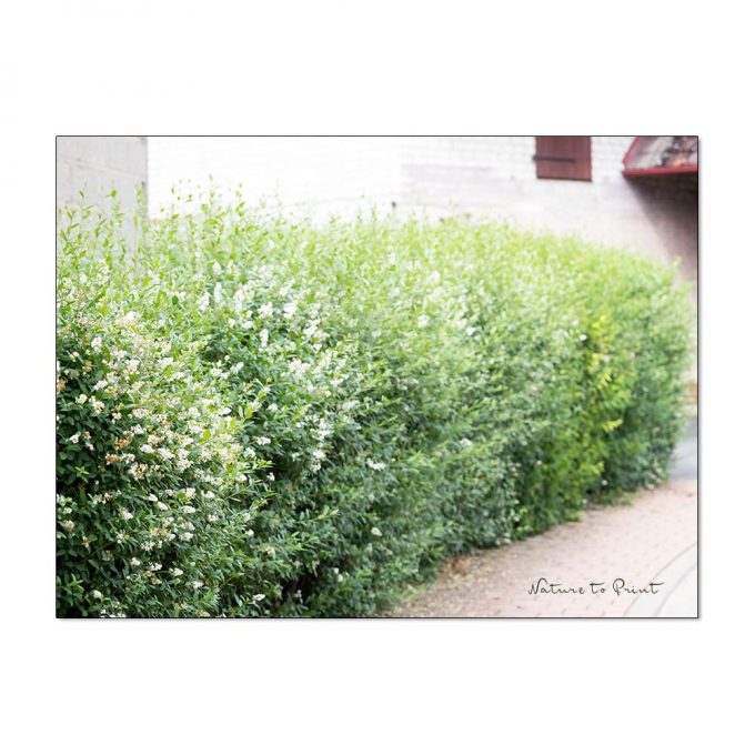 Liguster. Eine Hecke für Vögel, Bienen, Anfänger & Kenner