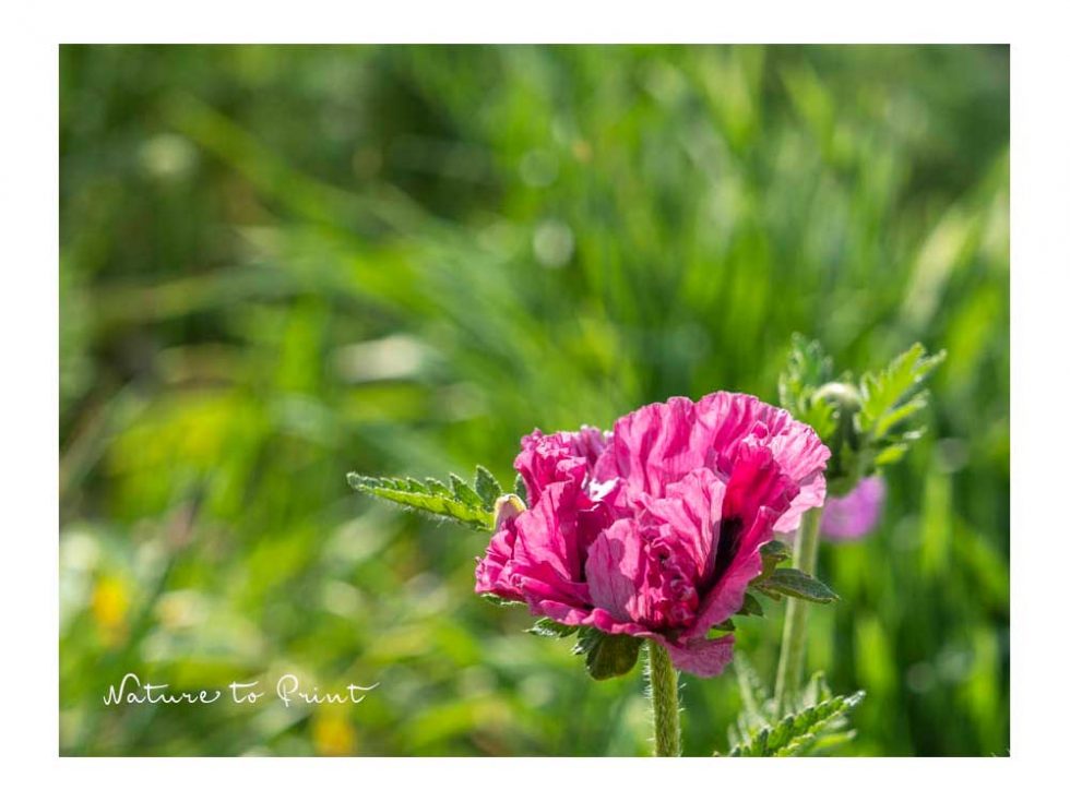 Meine 8 besten Mohnblumen, vielseitig, treu & farbenfroh